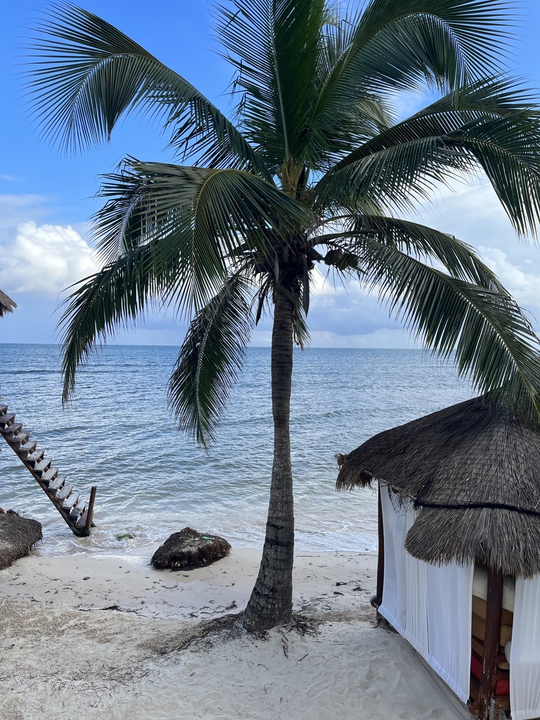 coconut palm from National Reef Park of Puerto Morelos, Puerto Morelos ...