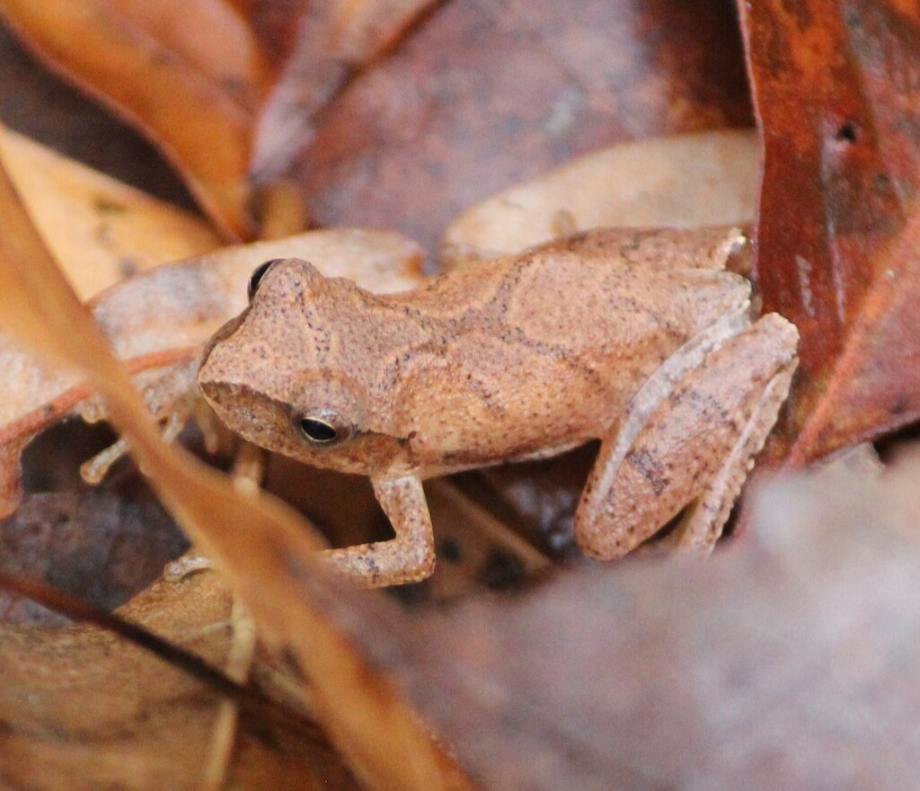 Spring Peeper from White Oak Creek Greenway, Apex, NC, US on November ...