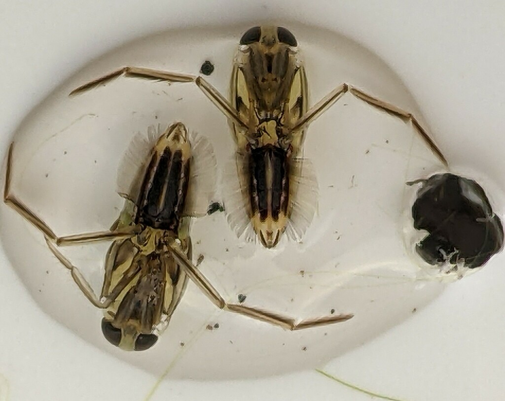 Typical Backswimmers from Elsmore NSW 2360, Australia on November 22 ...