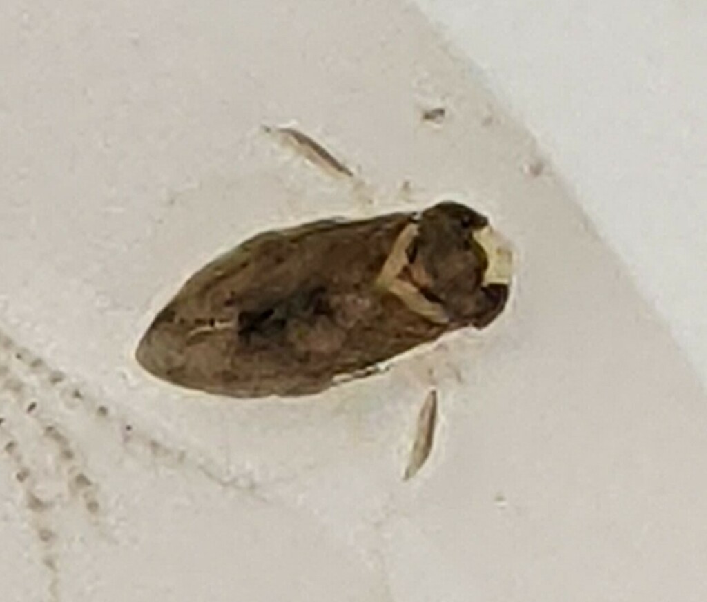 Micronecta from Elsmore NSW 2360, Australia on November 22, 2023 at 07: ...