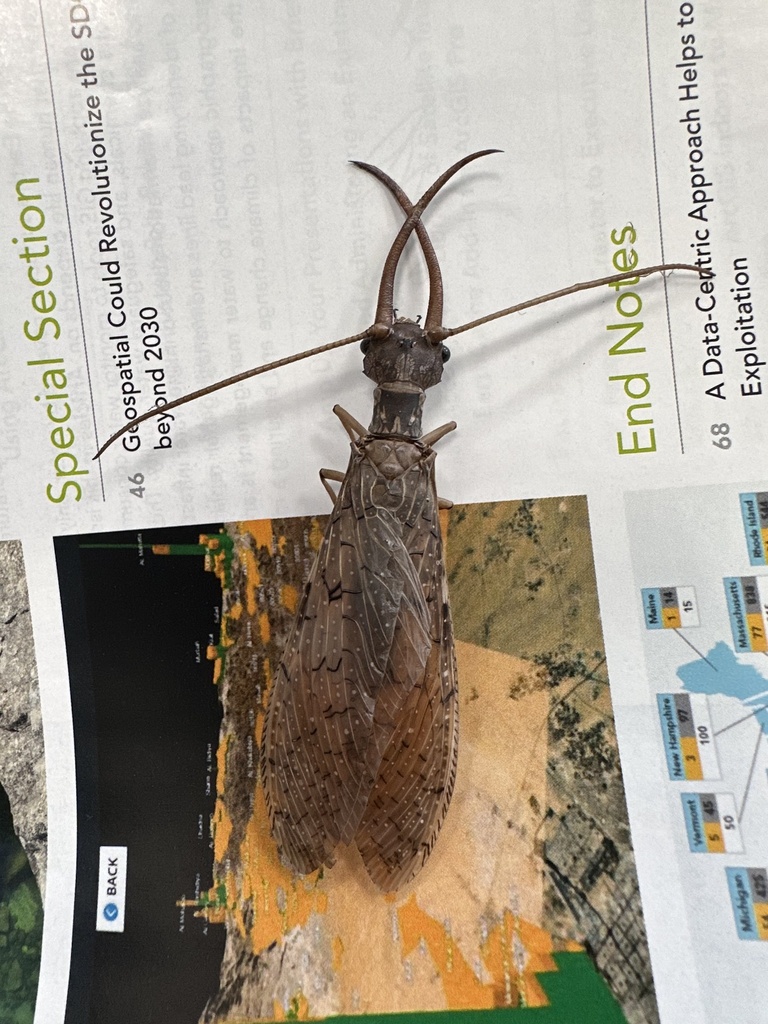 Eastern Dobsonfly from US-87, Sutherland Springs, TX, US on November 22 ...