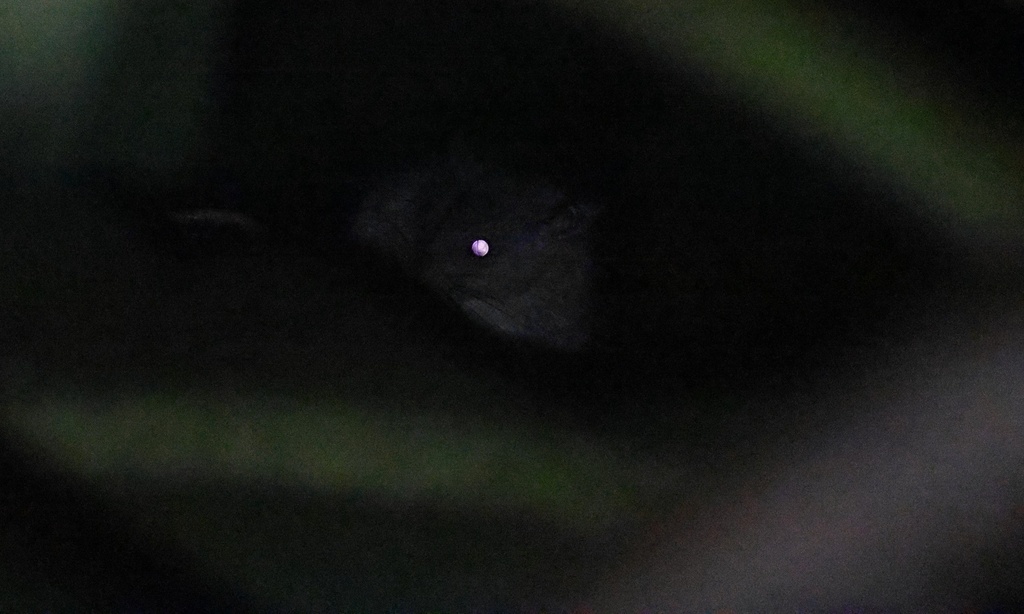 Black Rat from Puerto Rico, Utuado, Puerto Rico, US on November 22 ...