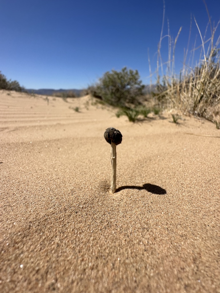 Desert Inkcap from Jean, NV, US on April 10, 2023 at 02:48 PM by Matt ...