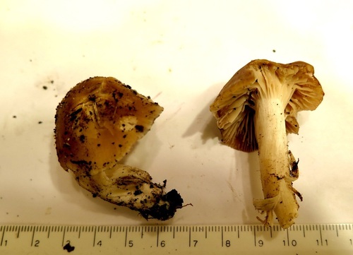 Cuphophyllus hygrocyboides · iNaturalist
