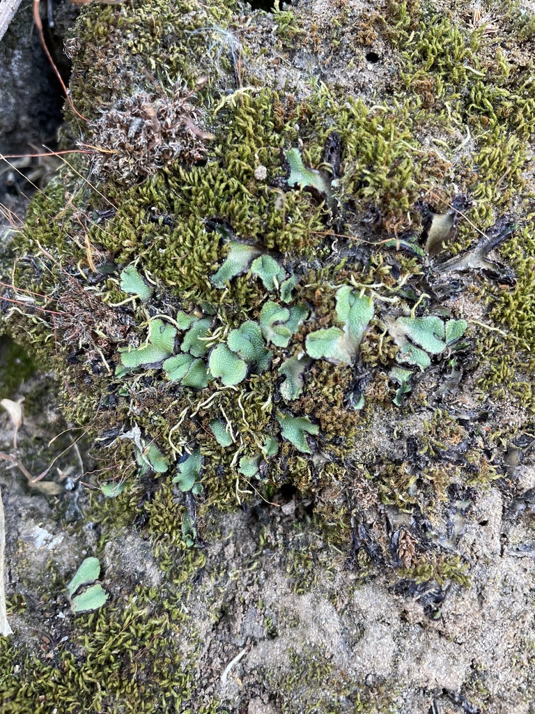 California asterella from Lime Ridge Open Space, Concord, CA, US on ...