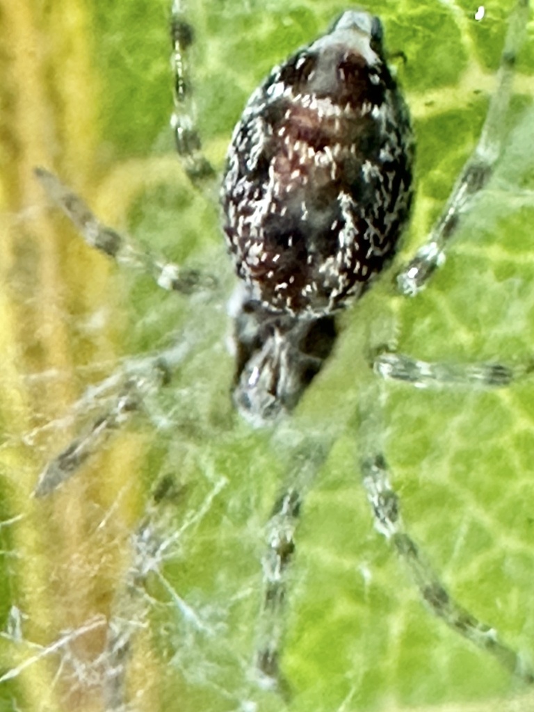 Mexican Social Spiders from Mission Trails Regional Park, San Diego, CA ...