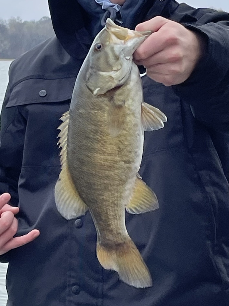 Smallmouth Bass from Kentucky Lake, Big Sandy, TN, US on November 22 ...