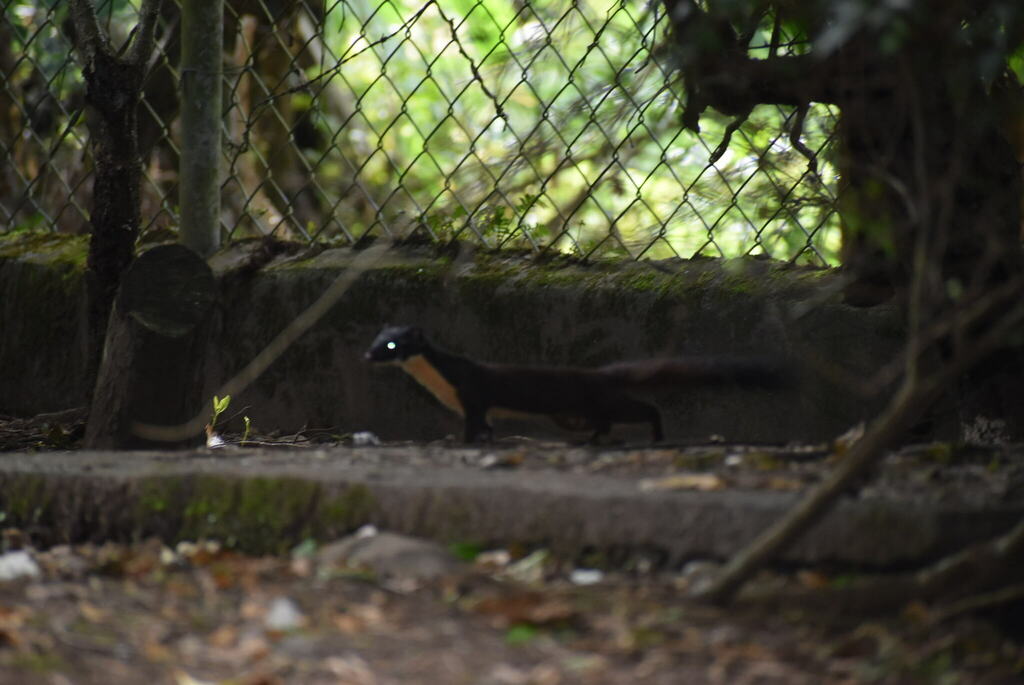 Colombian Weasel in November 2023 by yefersonparra001. Este espécimen ...