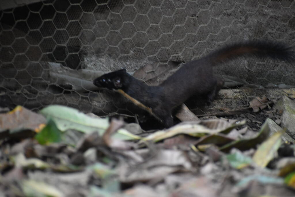 Neogale in November 2023 by yefersonparra001. Este espécimen de Mustela ...