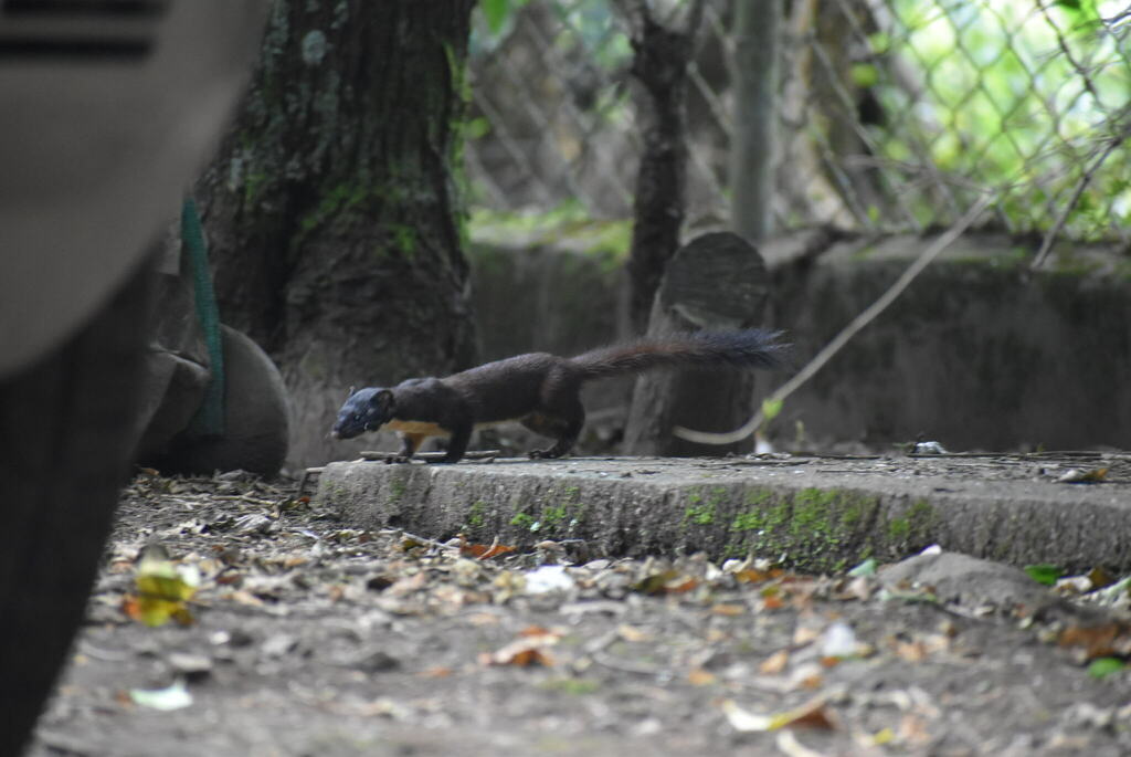 Colombian Weasel in November 2023 by yefersonparra001. Este espécimen ...