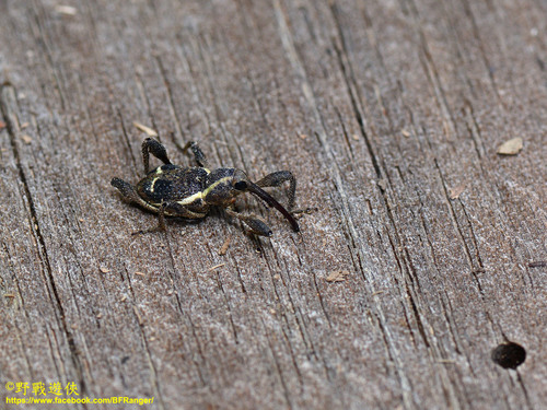 Acicnemis triangulum · iNaturalist