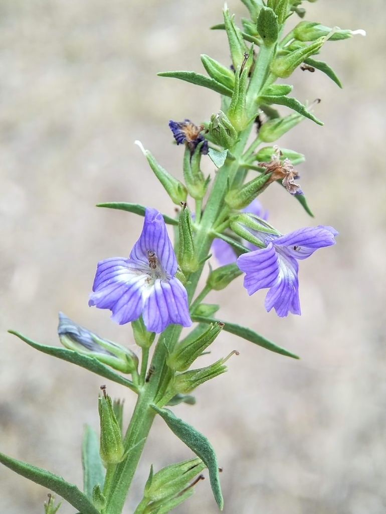 Bluerod in November 2023 by cinclosoma · iNaturalist