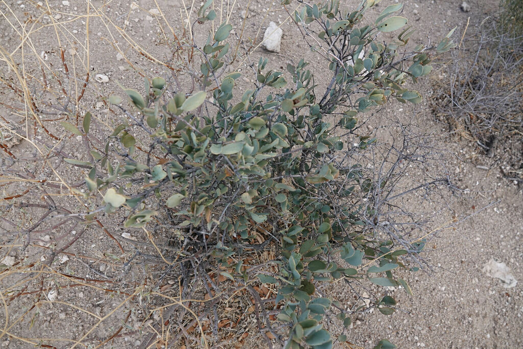 jojoba from Yavapai County, AZ, USA on November 19, 2023 at 04:09 PM by ...
