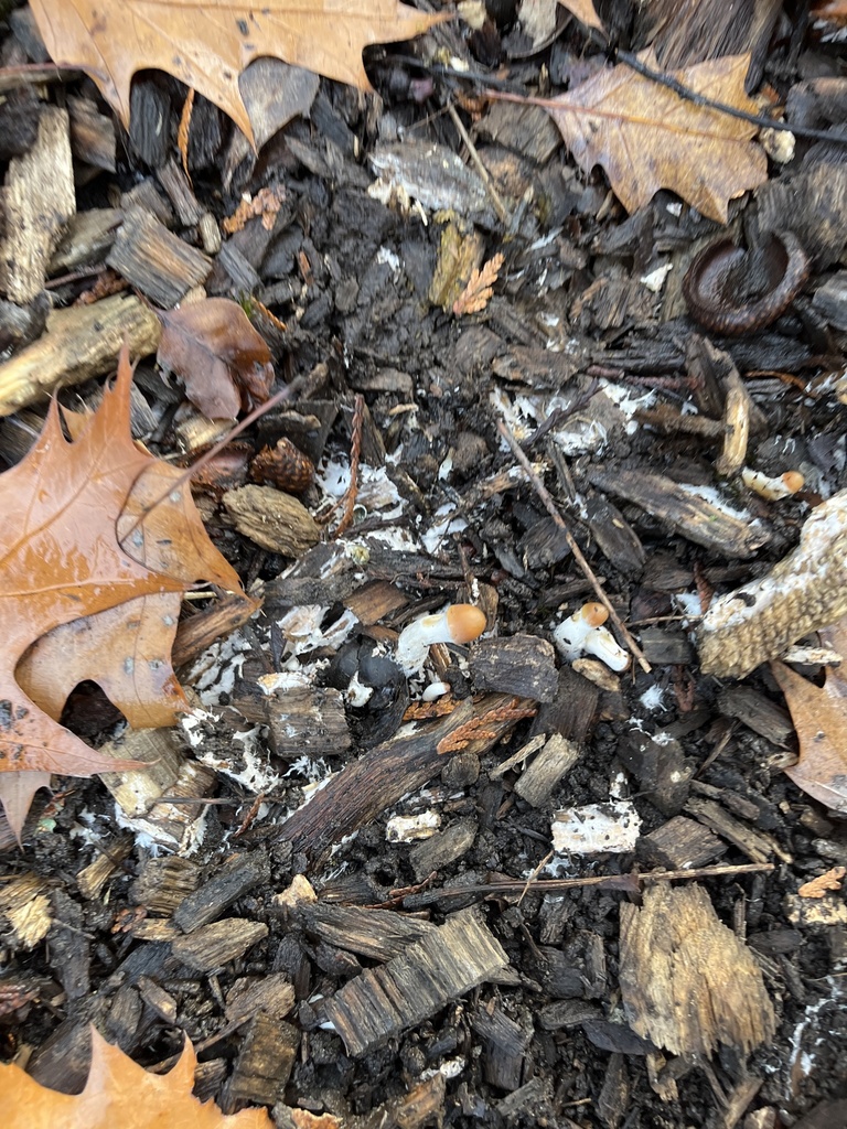 Wavy Cap in November 2023 by genubi · iNaturalist