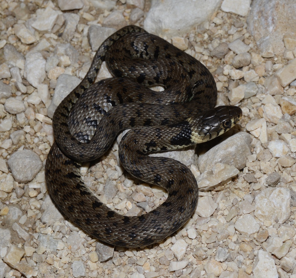 barred grass snake from Cineto Romano on June 26, 2018 at 07:50 PM by ...