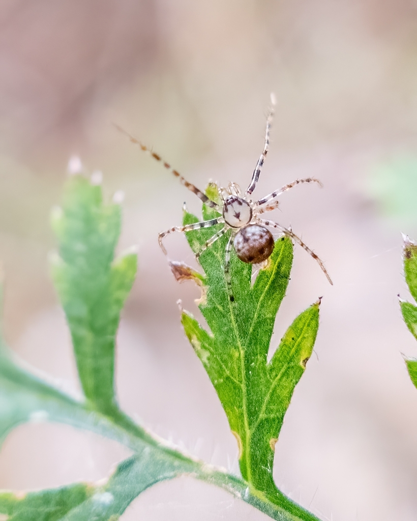 Pirate Spiders from Hopsten, Heiliges Meer, 49509 Recke, Deutschland on ...