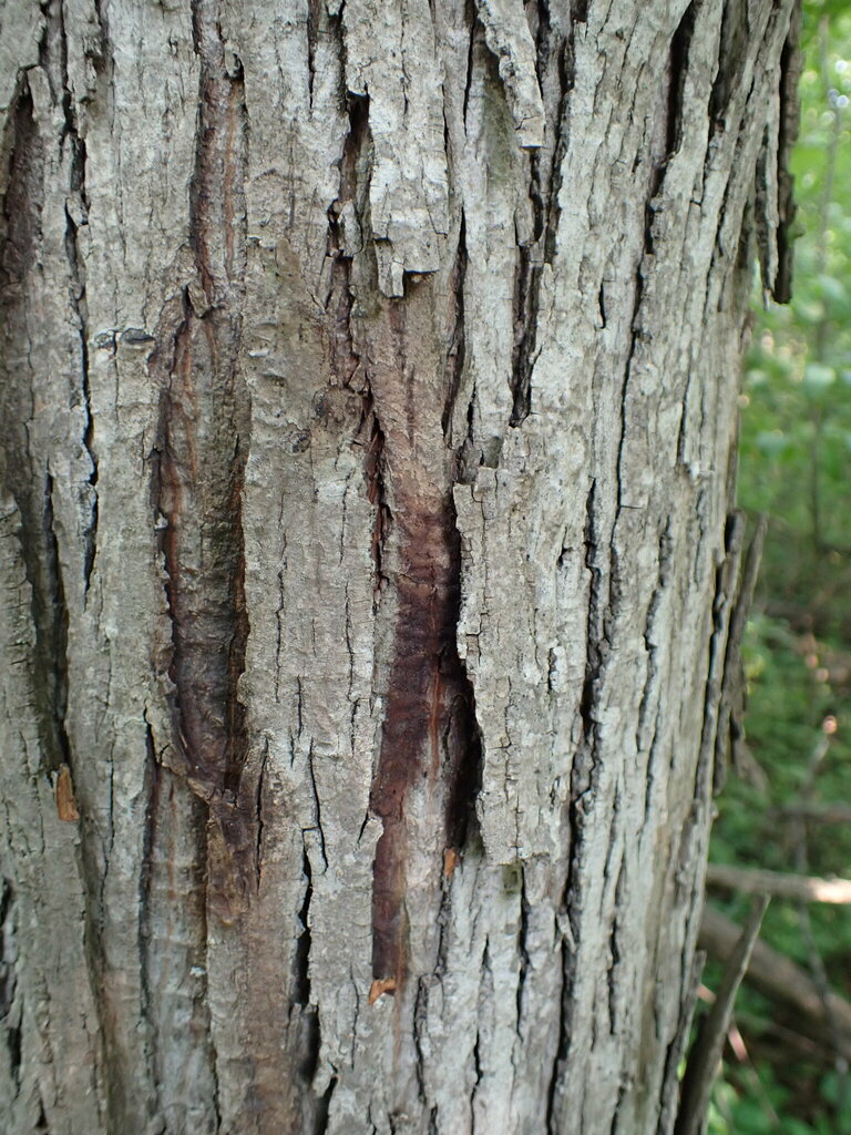 shagbark hickory in June 2023 by Angus Mossman. In mesic forest ...