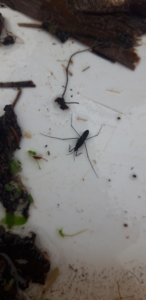 Gerris in November 2023 by Soph · iNaturalist