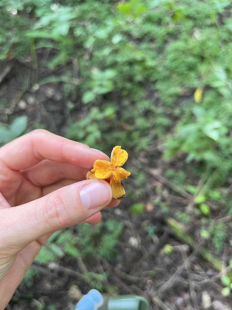 plants from Liberia, CR-GU, CR on November 22, 2023 at 02:26 PM by a ...