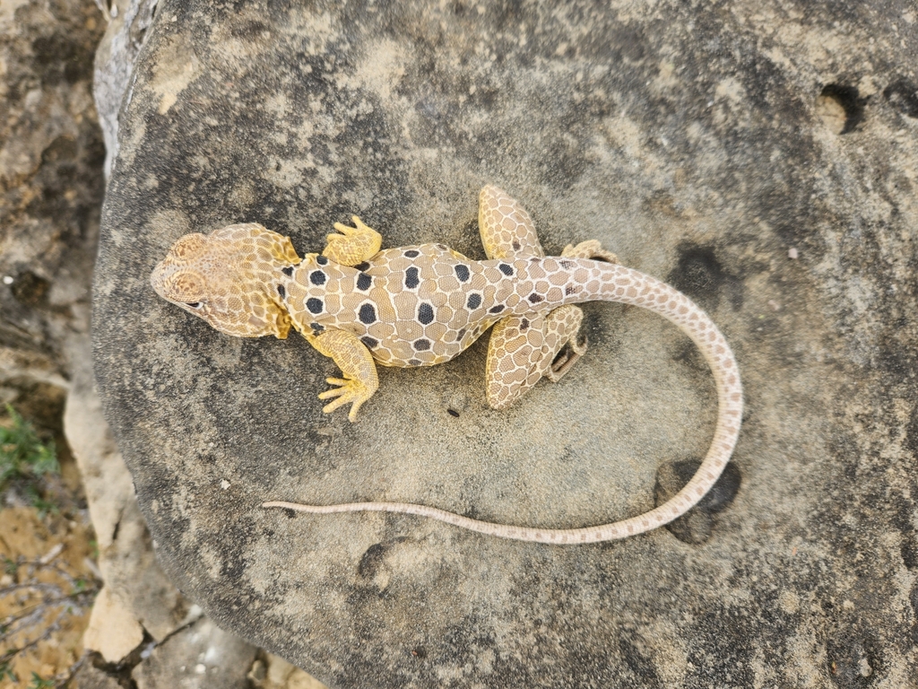 Reticulate Collared Lizard in November 2023 by crotrox. Starr CO TX ...