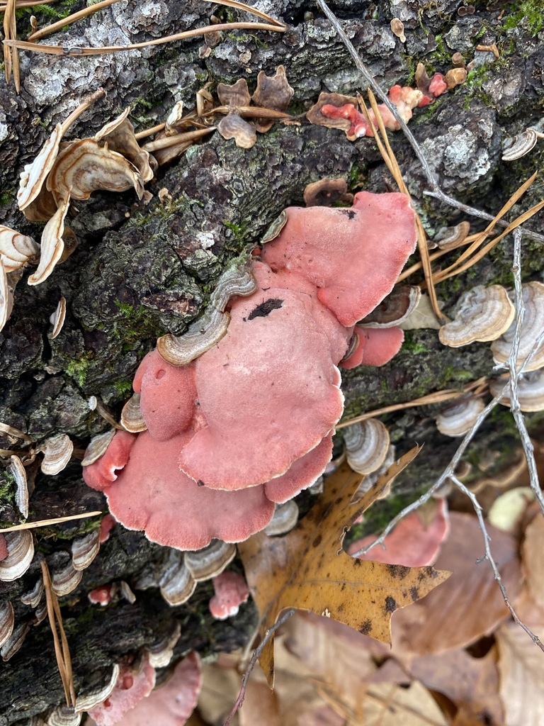 Coral-pink Merulius from Scarlet Tanager Loop, Laurel, MD, US on ...
