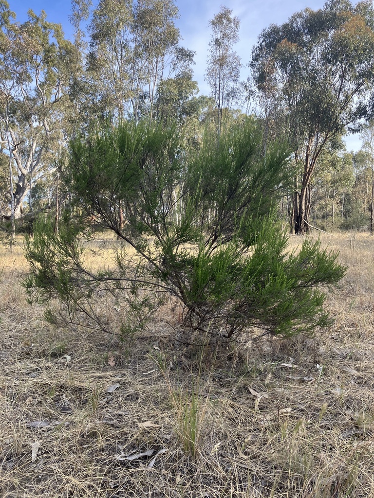 Sifton Bush from Monea North N.C.R., Longwood, VIC, AU on November 6 ...