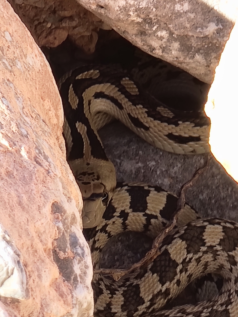 Gopher Snake from Bunkerville, NV 89007, USA on November 22, 2023 at 10 ...