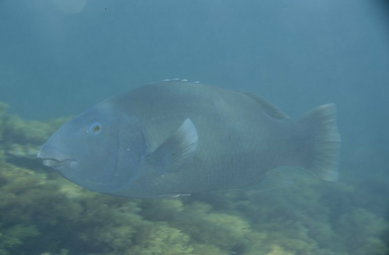 Western Blue Groper from Flinders Island South Australia on April 30 ...