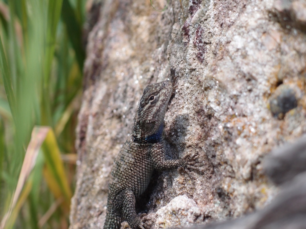 Yarrow's Spiny Lizard from Sierra de los Ajos, Fronteras Municipality ...