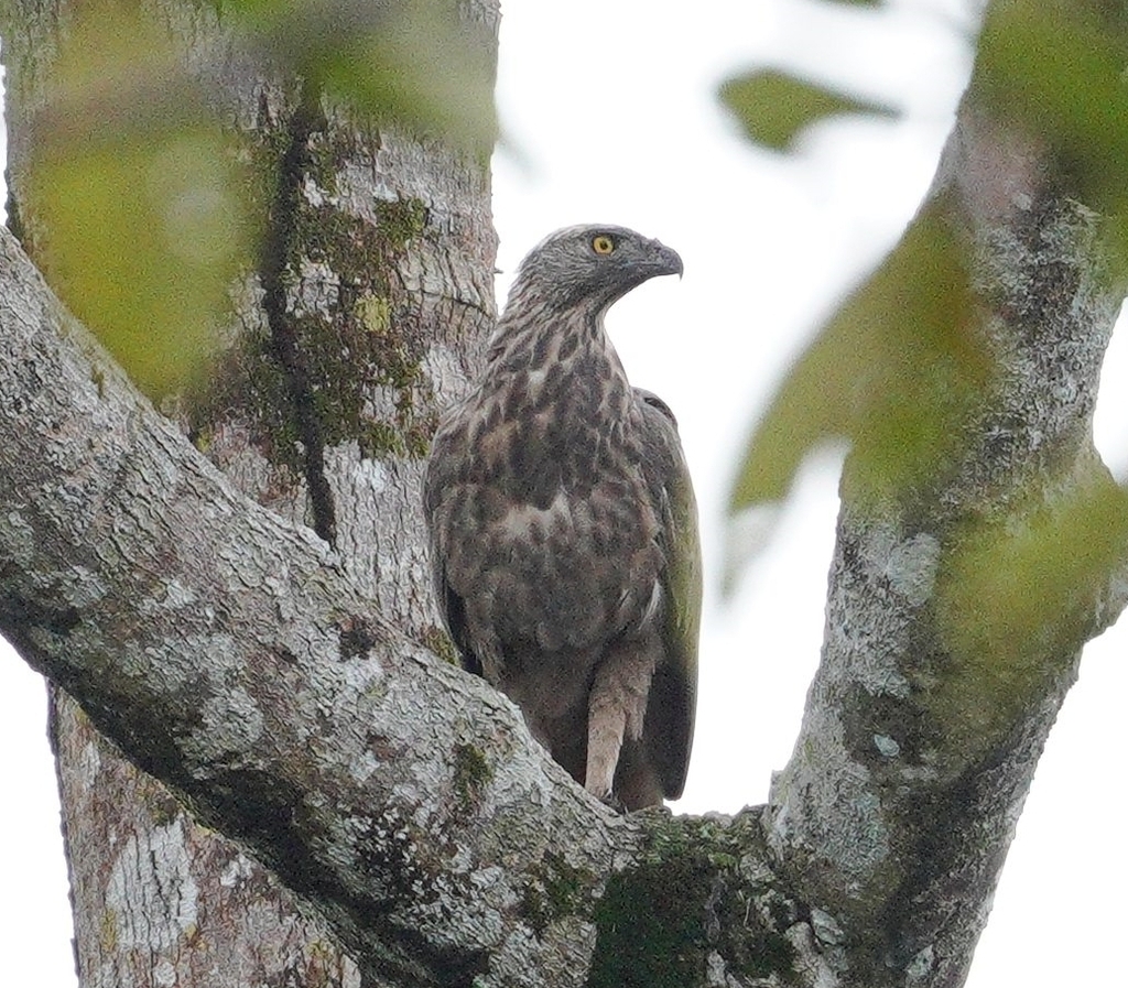 Changeable Hawk-Eagle from Sibu, Sarawak, Malaysia on March 5, 2023 at ...