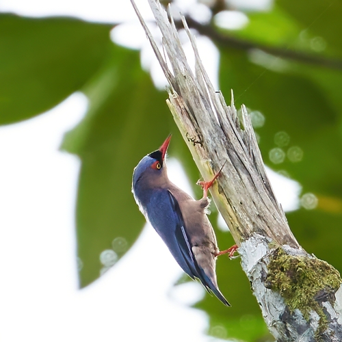 Velvet-fronted Nuthatch (Bornean) (Subspecies Sitta frontalis ...