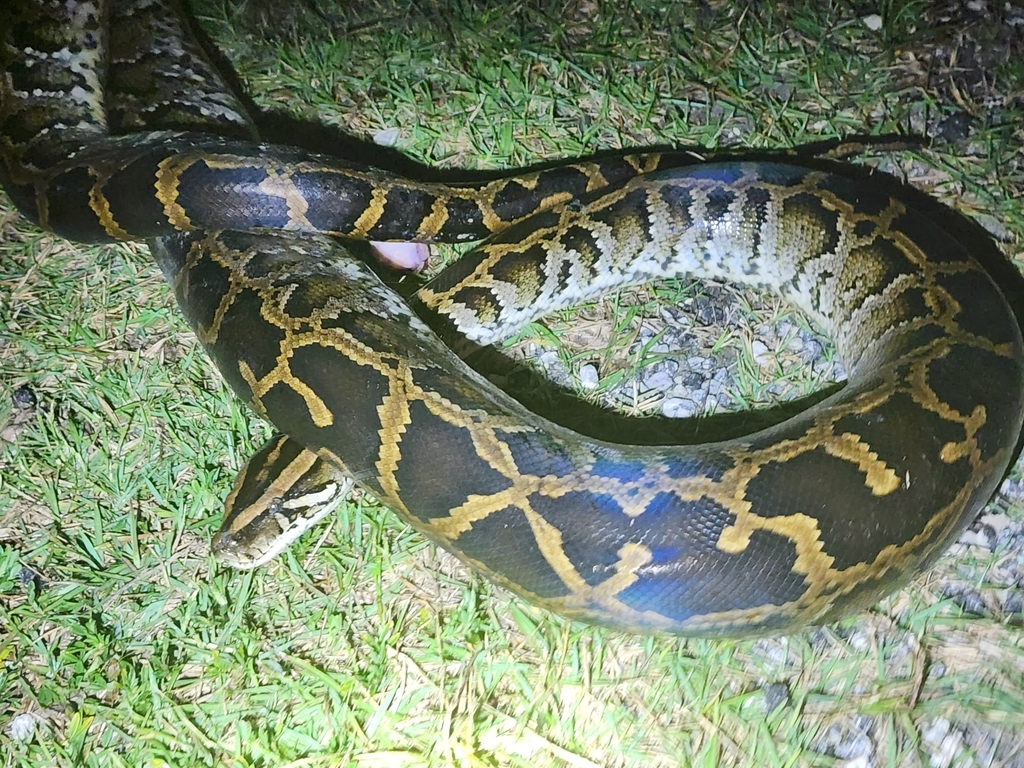 Burmese Python from Florida City, FL 33034, USA on November 22, 2023 at ...