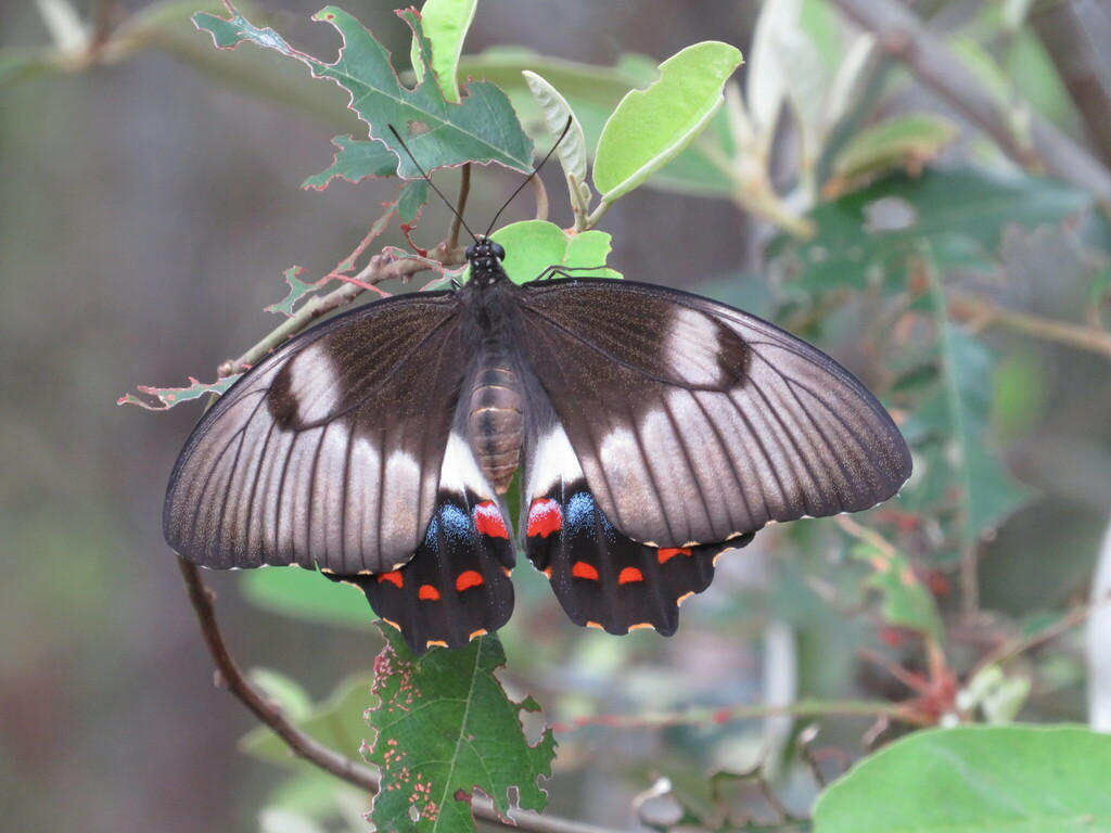 Orchard Swallowtail from Brisbane QLD, Australia on November 23, 2023 ...