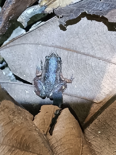Haddad's Humming Frog (Chiasmocleis haddadi) · iNaturalist United Kingdom