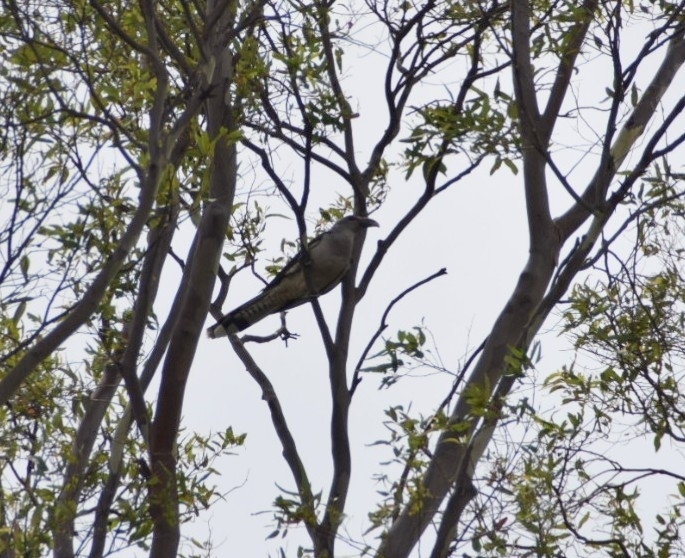 Channel-billed Cuckoo from St Andrews NSW 2566, Australia on November ...