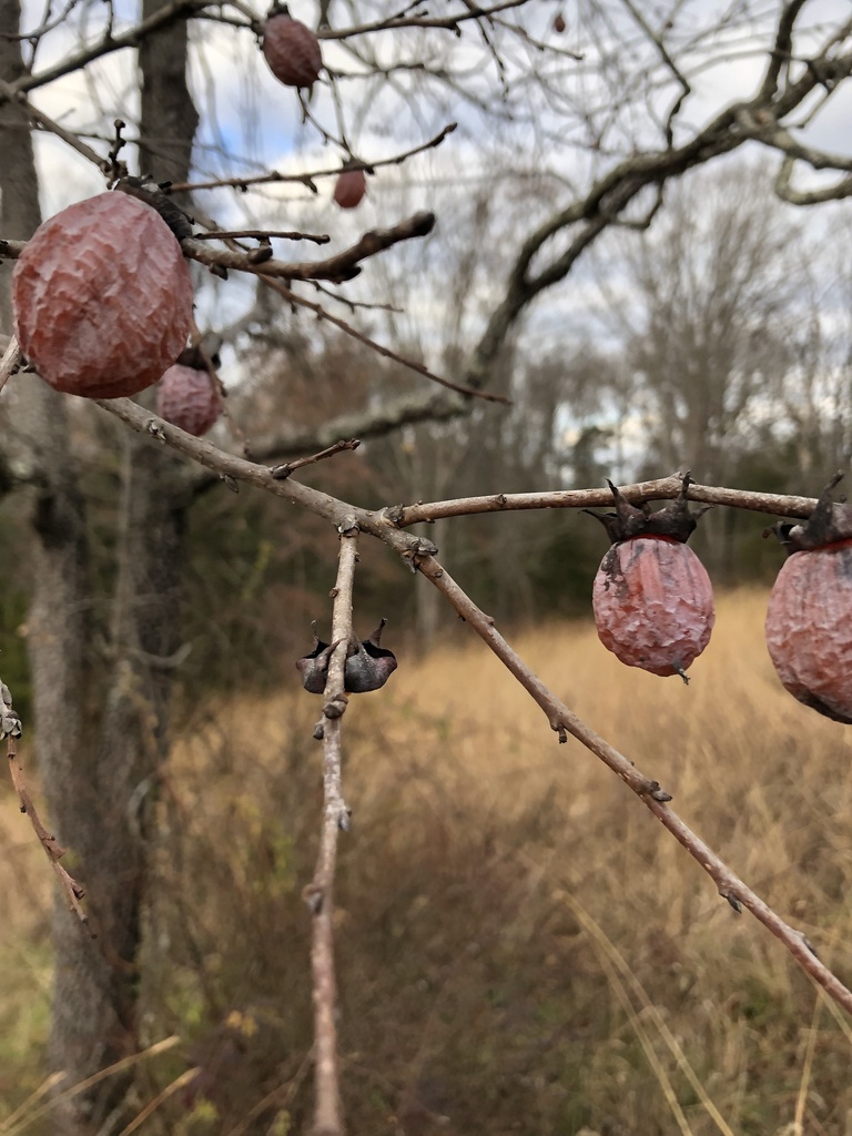 American persimmon from Cynthiana, KY, US on November 22, 2023 at 03:43 ...