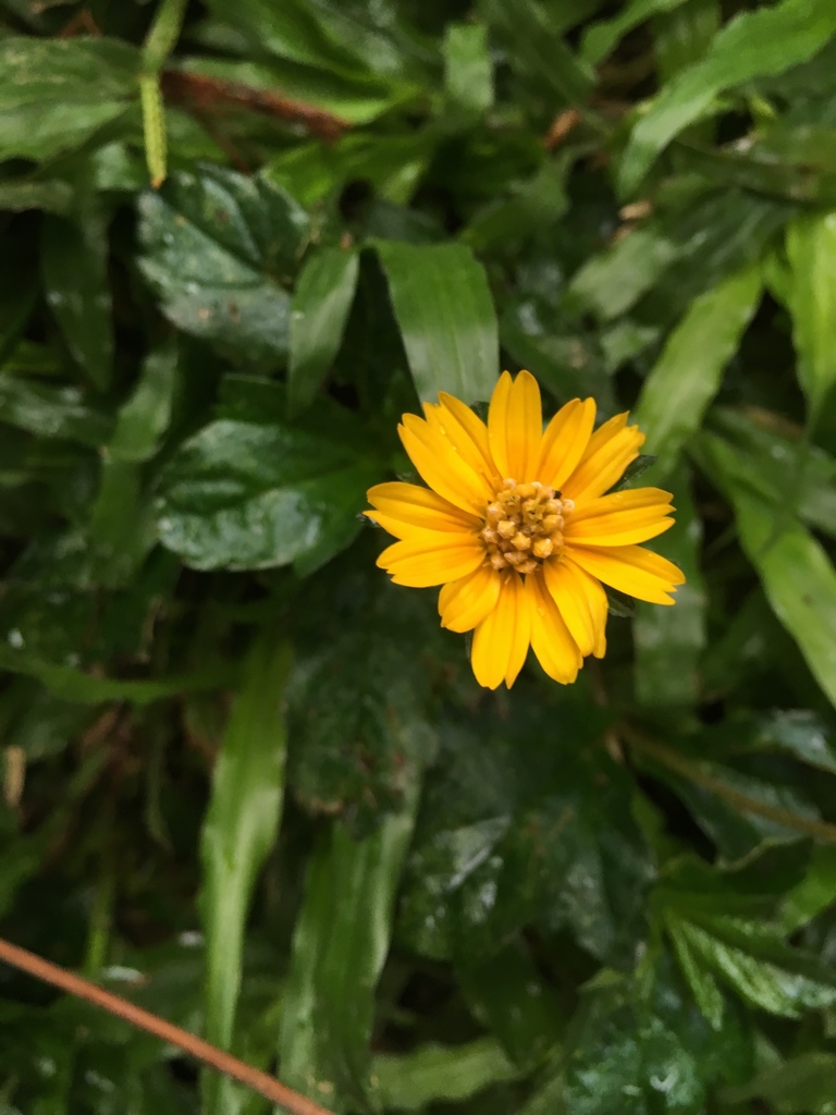 trailing daisy from Carrera 55 90-100–90-2, Bucaramanga, Santander, CO ...