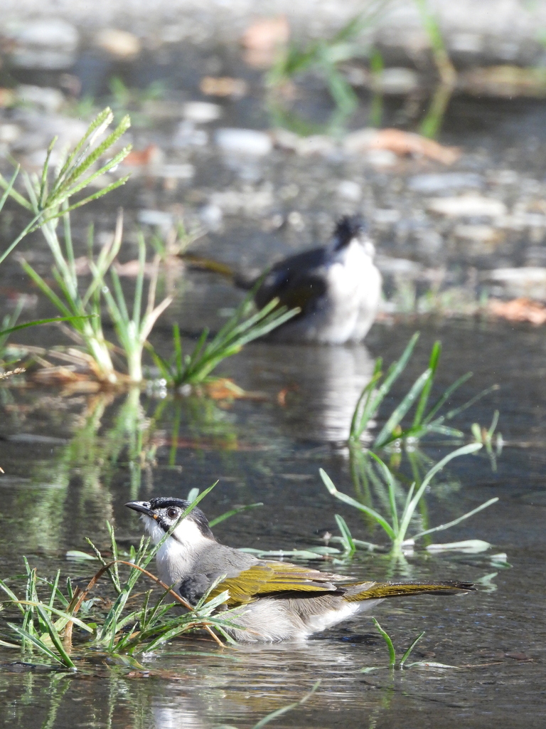 Styan's Bulbul in September 2023 by abujudy · iNaturalist