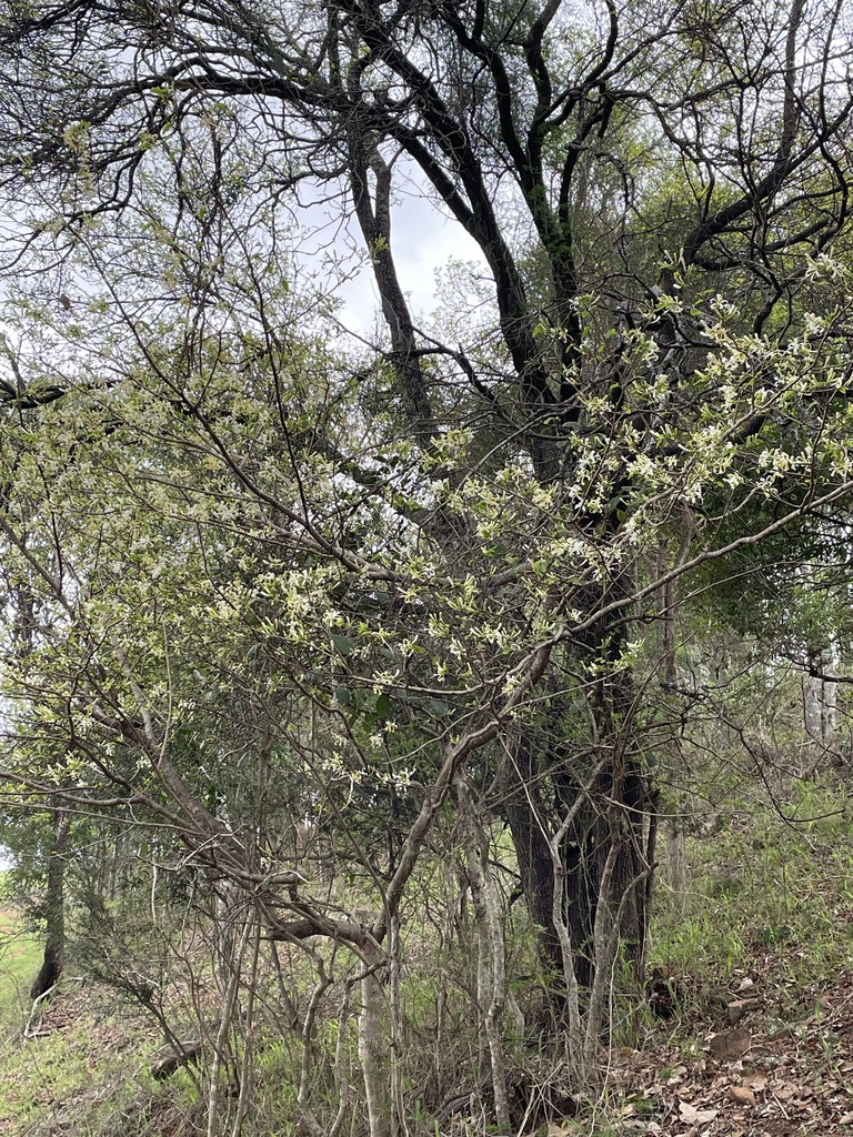 Turraea pubescens from Deb's La, Mulgowie, QLD, AU on November 23, 2023 ...