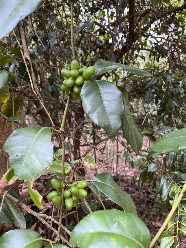 Native Grape from Pullen Creek Break, Anstead, QLD, AU on November 23 ...
