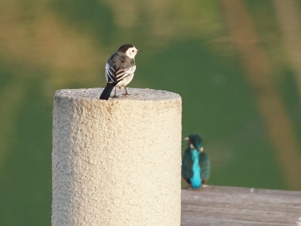 White Wagtail from Xihu, Hangzhou, Zhejiang, China on November 23, 2023 ...