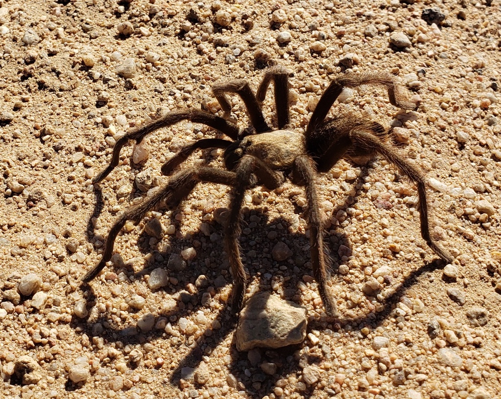 Desert Tarantula from ivanpah road on November 11, 2023 at 11:56 AM by ...