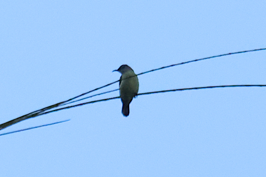Black Sunbird from Logging track, Obi Is., South Halmahera Regency ...