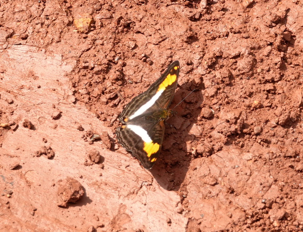 Adelpha malea from Iguazú Department, Misiones Province, Argentina on ...
