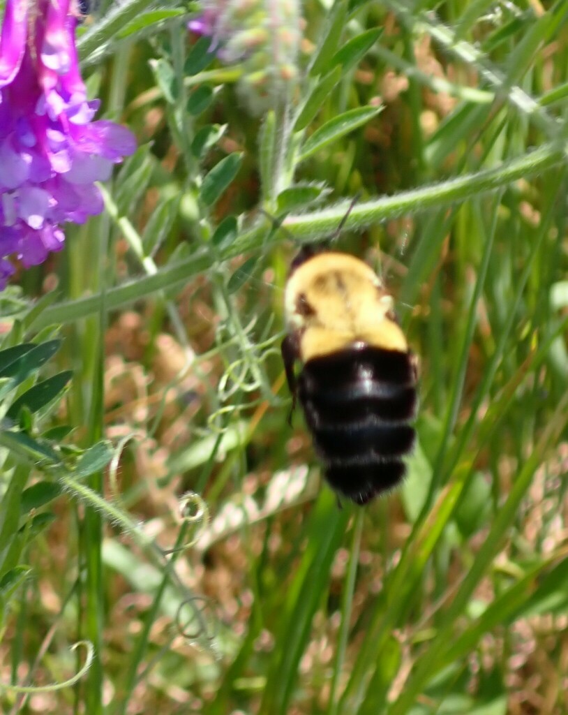 Common Eastern Bumble Bee in June 2023 by Angus Mossman. On Vicia ...