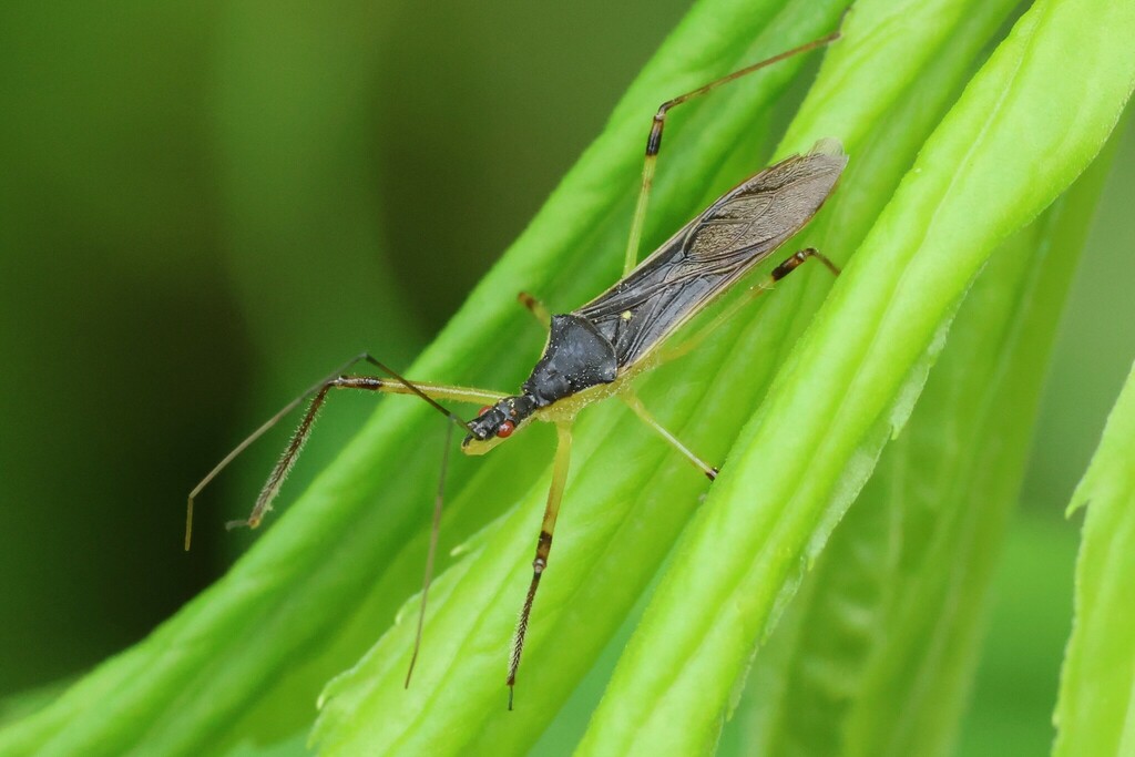 Pale Green Assassin Bug in June 2023 by mistycal · iNaturalist