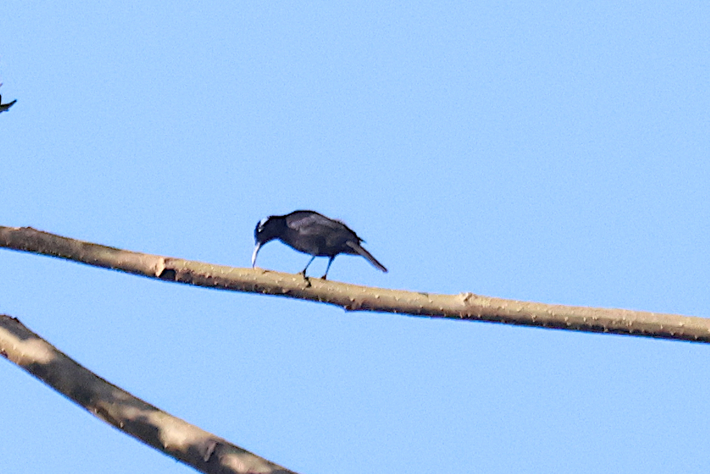 Black Sunbird from Logging track, Obi Is., South Halmahera Regency ...