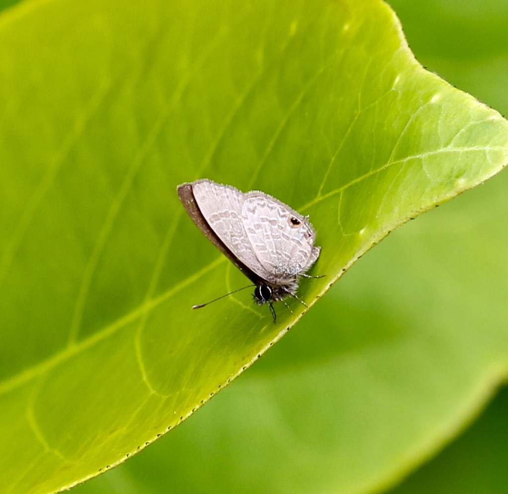 Common Line Blue from Cairns QLD, Australia on November 22, 2023 at 11: ...