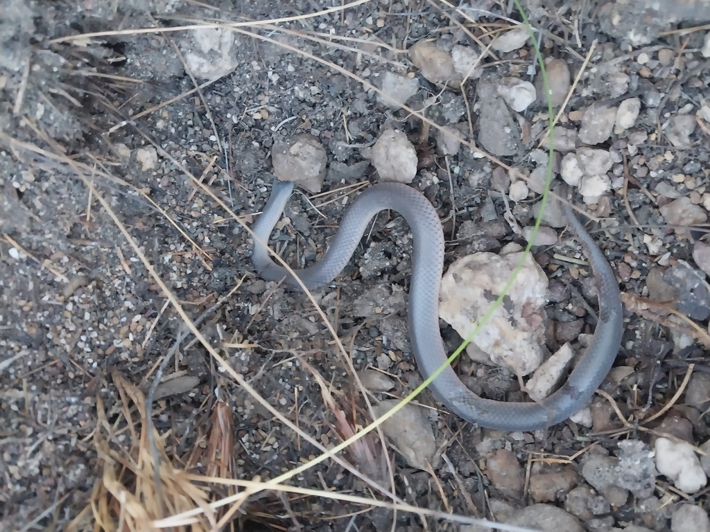 Square-nosed Snake from Stirling Range National Park WA 6338, Australia ...