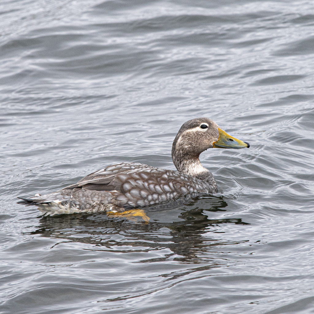 Flying Steamer-Duck in November 2023 by Marcia Morris · iNaturalist